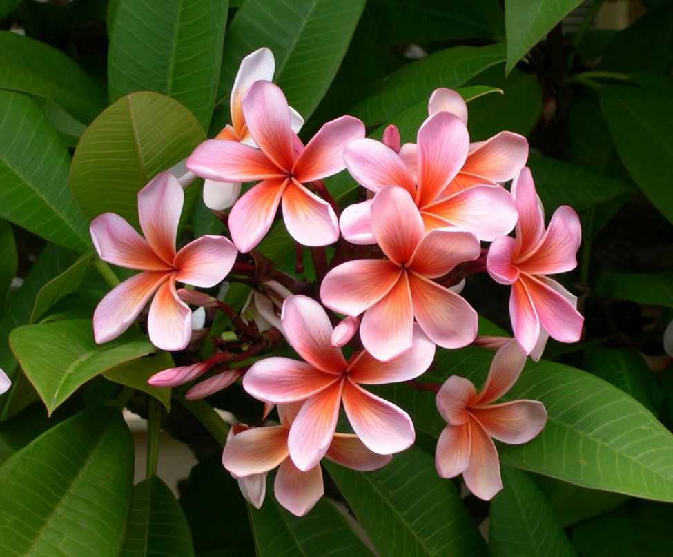 Landscaping Company Perth - #1 Garden Landscaper - Perth Landscapers WA